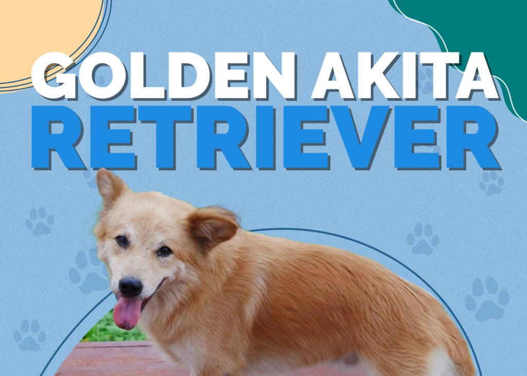 Golden Akita Retriever (Golden Retriever & Akita Mix): Info, Pictures ...