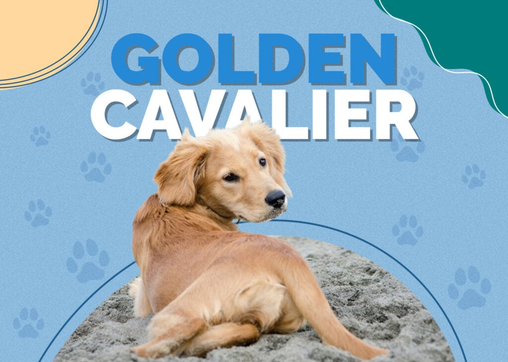 Golden Cavalier (Golden Retriever & Cavalier King Charles Mix): Info ...