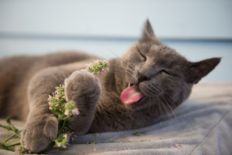 Can Cats Overdose on Catnip? Vet-Reviewed Facts & FAQ | Hepper Pet ...