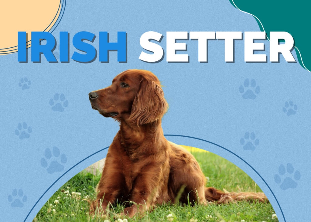 Irish Setter Breed Info: Pictures, Personality & Facts | Hepper Pet ...