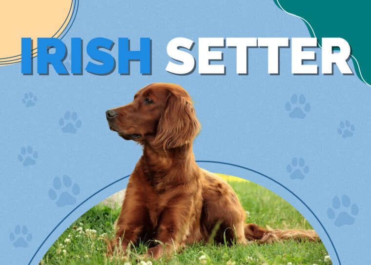 Irish Setter Breed Info: Pictures, Personality & Facts | Hepper Pet ...