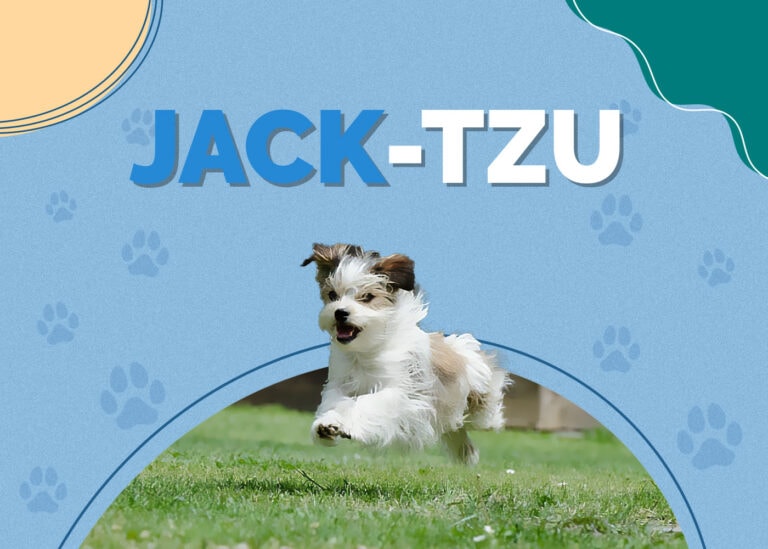 Jack-Tzu (Jack Russell & Shih-Tzu Mix): Info, Pictures, Facts | Hepper ...