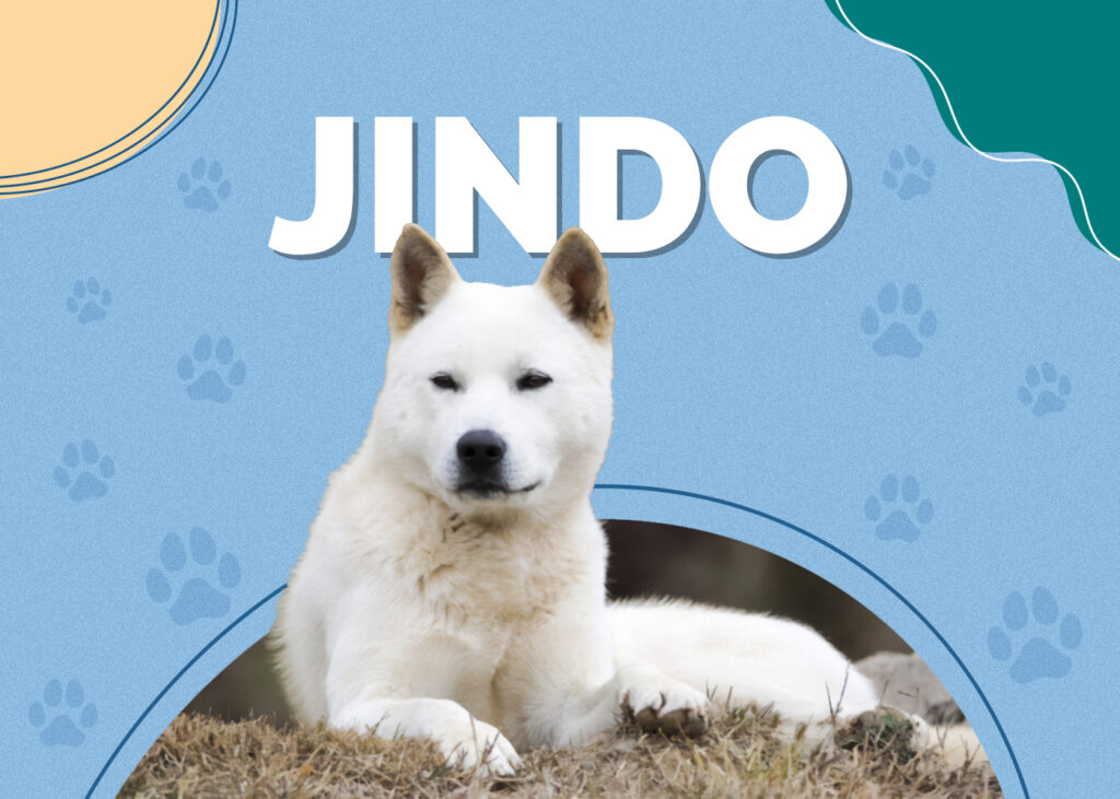 Jindo Dog Breed Info: Pictures, Personality & Facts | Hepper Pet Resources