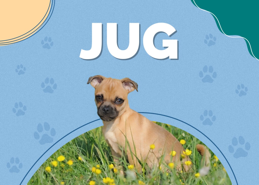 Jug (Jack Russell Terrier & Pug Mix): Info, Pictures, Facts ...