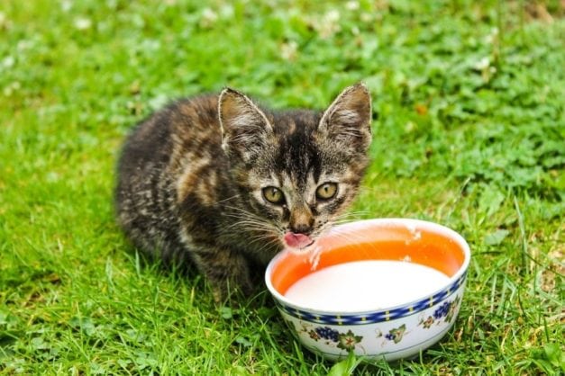 Why Do Cats Like Milk? 3 Likely Reasons | Hepper Pet Resources