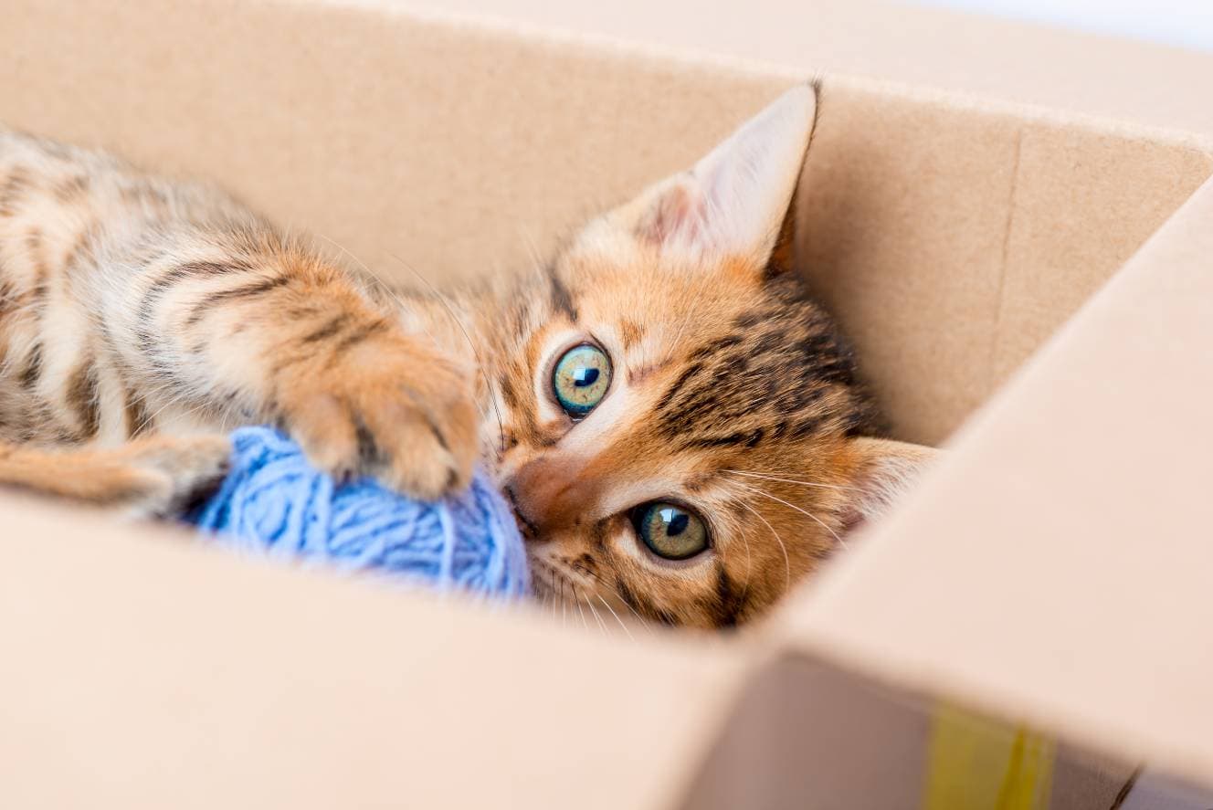 Why Do Cats Love String So Much? 6 Reasons for This Behavior | Hepper ...