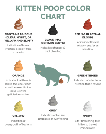 When Do Kittens Start Pooping? (With Poo Color Chart) | Hepper Pet ...