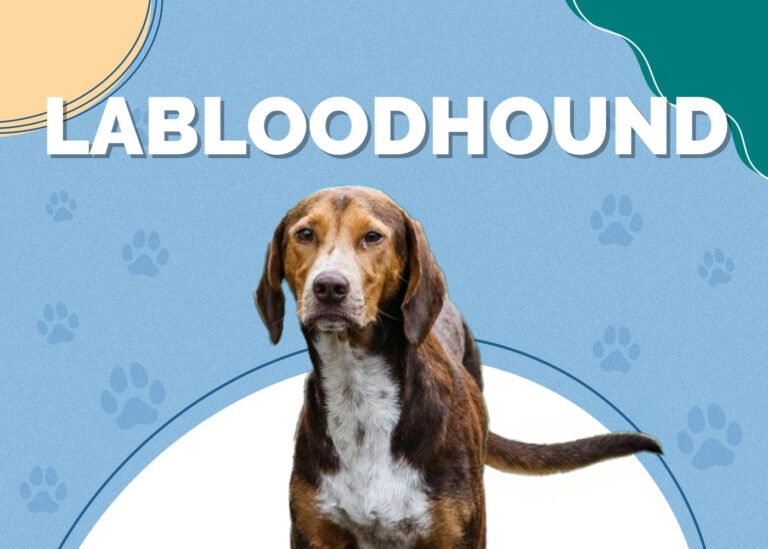 Labloodhound (Lab & Bloodhound Mix): Info, Pictures, Facts, Traits ...