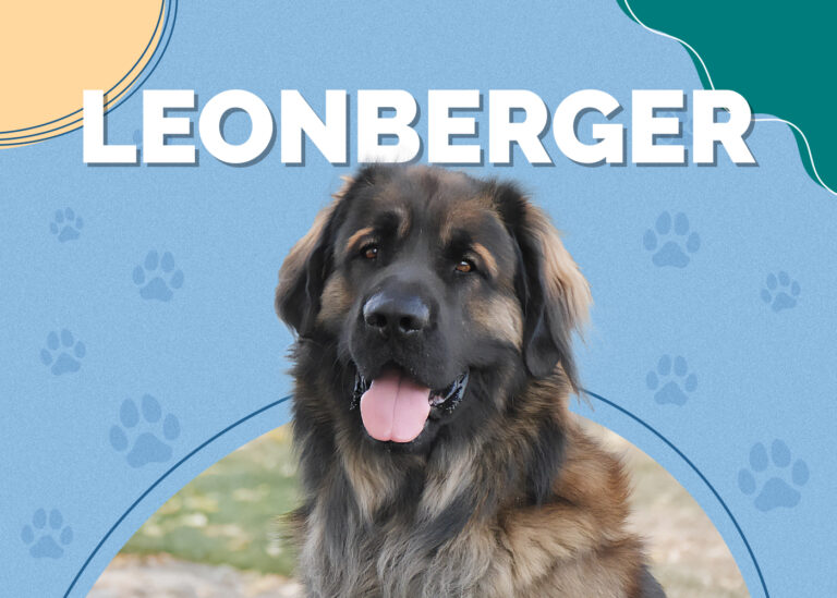 Leonberger Dog Breed Info: Pictures, Personality & Facts | Hepper Pet ...