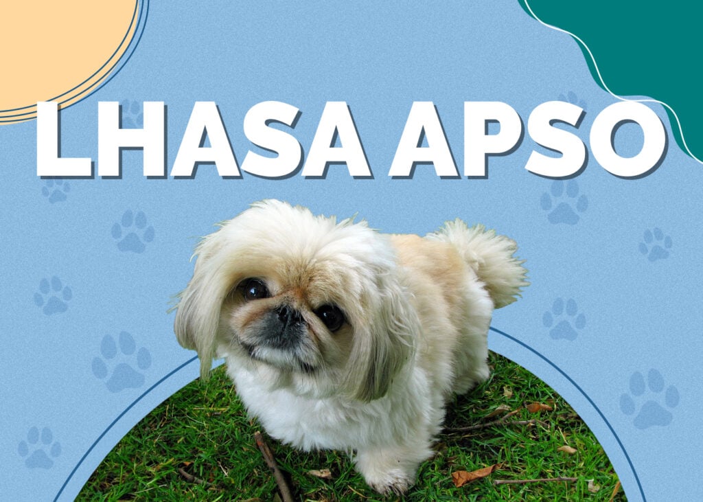 Lhasa Apso: Breed Info, Pictures, Puppies, Traits & Facts | Hepper Pet ...