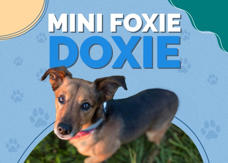 Mini Foxie Doxie (Mini Fox Terrier & Dachshund Mix) Pictures & Traits ...