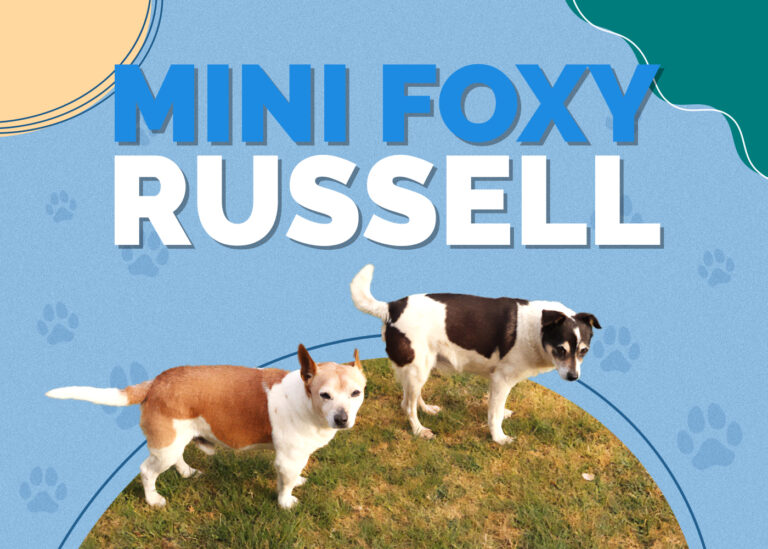 Mini Foxie Doxie (Mini Fox Terrier & Dachshund Mix) Pictures & Traits ...