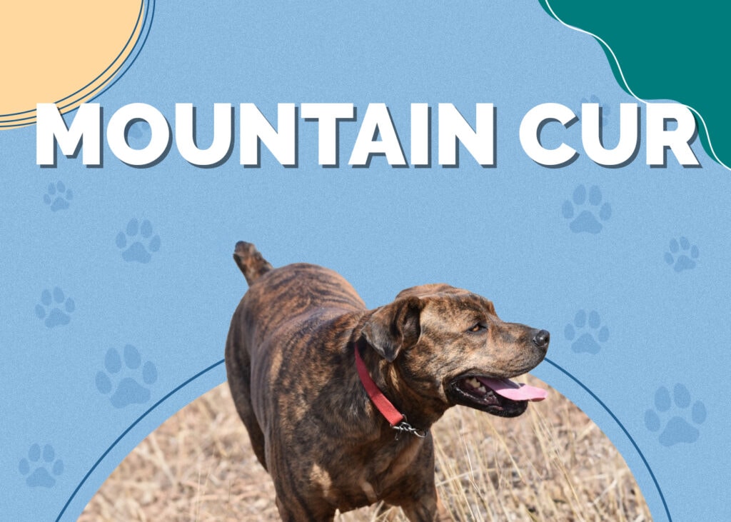 Mountain Cur Dog Breed Info, Pictures, Facts & Traits | Hepper Pet ...