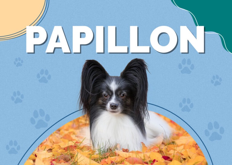 Papillon Dog Breed: Info, Pictures, Traits, Facts & Temperament ...