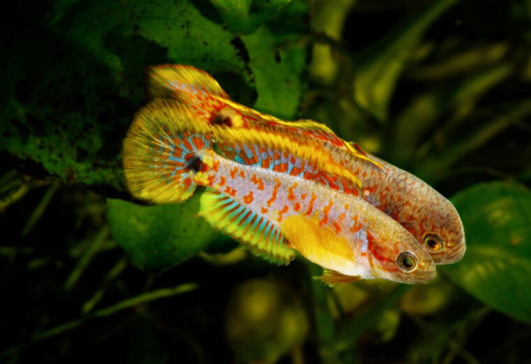 15 Best Fish for a 20-Gallon Tank: Type & Quantity Explained (Vet ...