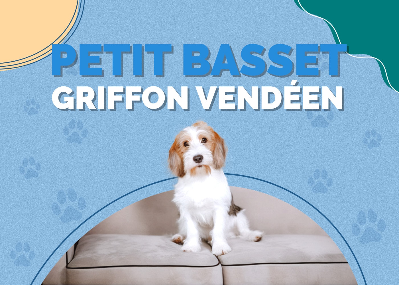 Petit Basset Griffon Vendéen | Dog Breed Info: Pictures, Traits & Facts ...