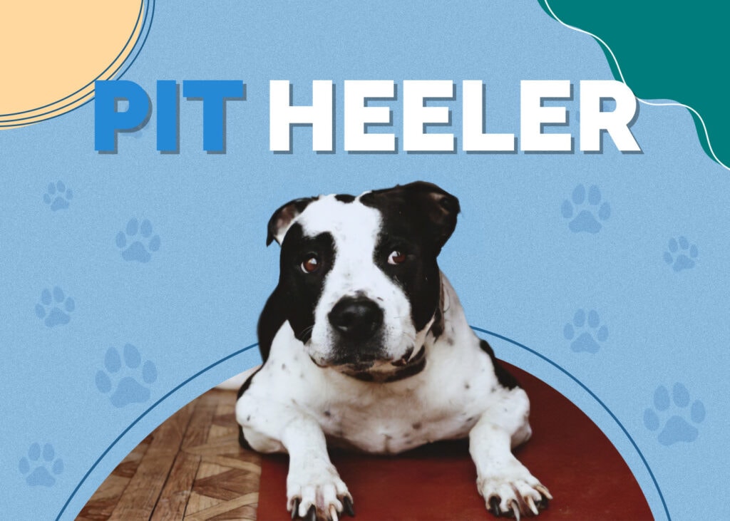 Pit Heeler (American Pitbull Terrier & Blue Heeler Mix): Info, Pictures ...
