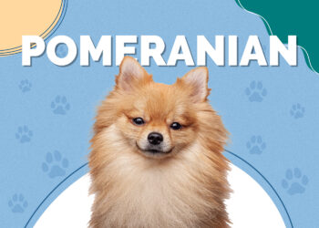 Pomeranian Dog Breed: Info, Pictures, Characteristics & Facts | Hepper ...