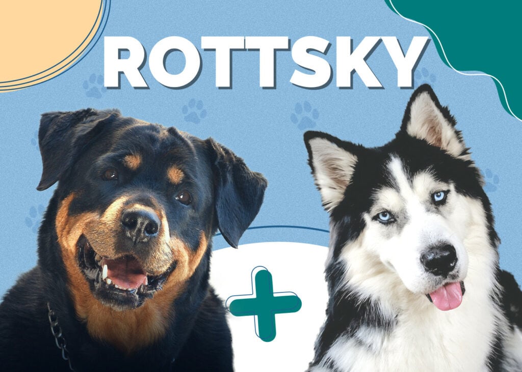 Rottsky (Rottweiler & Siberian Husky Mix): Info, Pictures, Traits ...