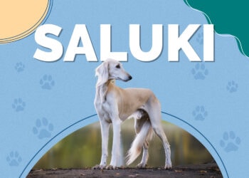 Saluki Dog Breed Info: Pictures, Characteristics & Facts | Hepper Pet ...