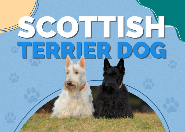 Scottish Terrier Dog Breed Info: Pictures, Personality & Facts | Hepper ...