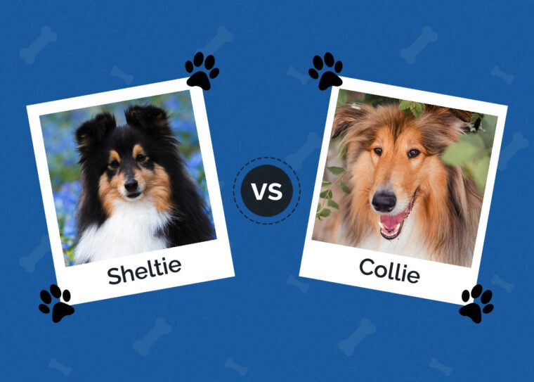 Sheltie vs. Collie: Notable Differences (With Pictures) | Hepper Pet ...