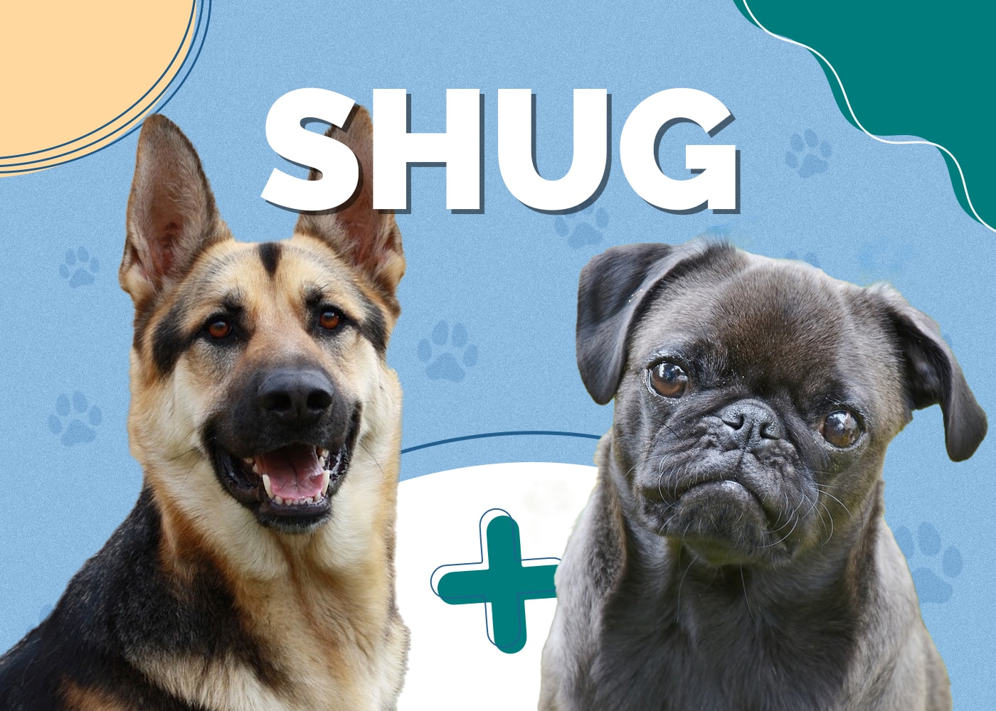 Shug (German Shepherd & Pug Mix): Breed Info, Pictures & Care Guide ...