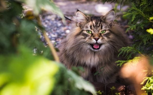 Flehmen Response in Cats: Vet Verified Facts | Hepper Pet Resources