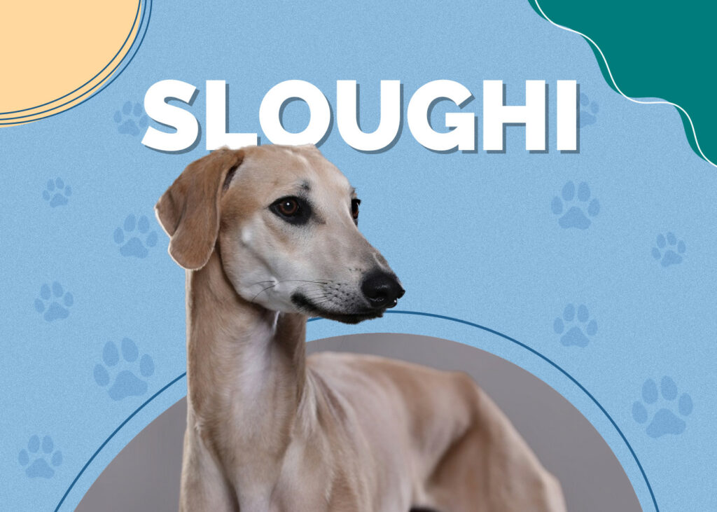 Sloughi Dog Breed: Info, Pictures, Characteristics & Facts | Hepper Pet ...