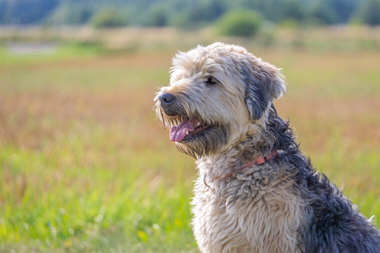 13 Wheaten Terrier Pros & Cons: What To Consider Before Bringing One ...