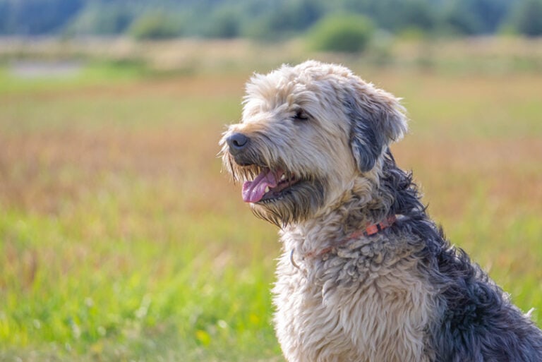 13 Wheaten Terrier Pros & Cons: What To Consider Before Bringing One Home | Hepper Pet Resources