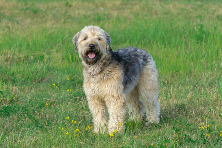 13 Wheaten Terrier Pros & Cons: What To Consider Before Bringing One Home | Hepper Pet Resources