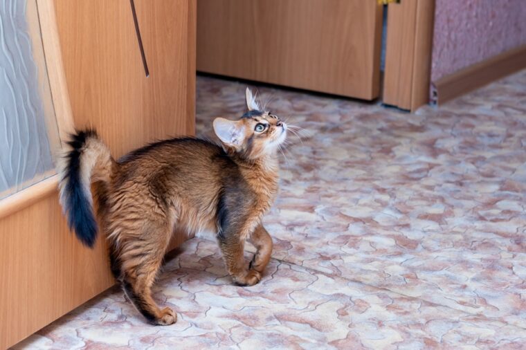 Somali Cat Breed: Info, Pictures, Care, Traits & Facts | Hepper Pet ...