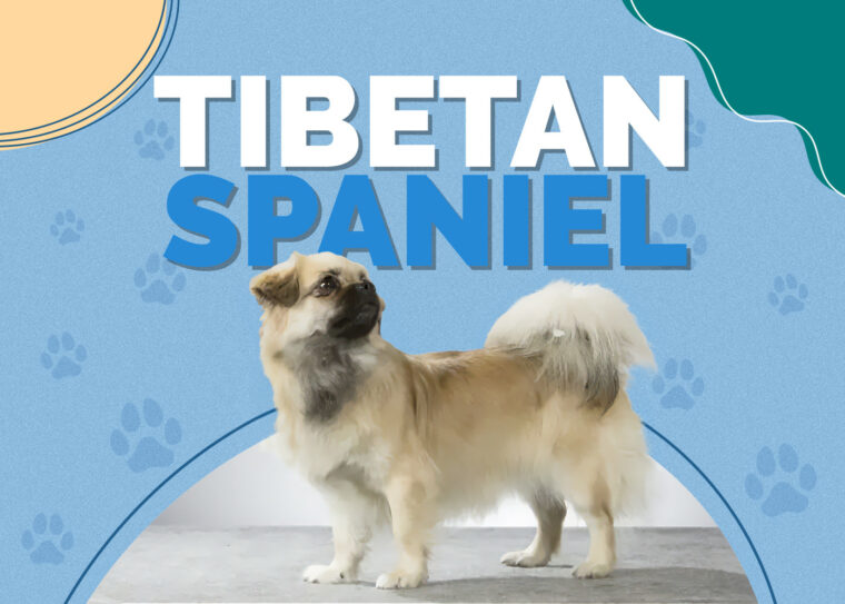 Tibetan Spaniel Dog Breed Info: Pictures, Traits, & Facts | Hepper Pet ...