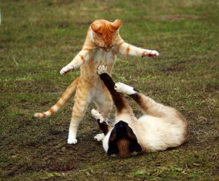 Why Do Cats Scream While Mating? Vet-Approved Feline Reproduction ...