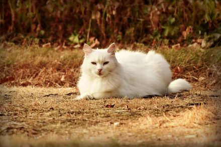 100+ White Cat Names: For Crisp & Clean Cut Cats | Hepper Pet Resources
