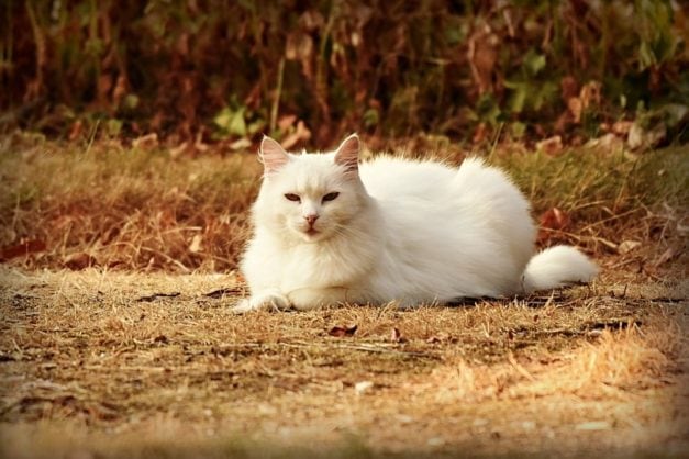100+ White Cat Names: For Crisp & Clean Cut Cats | Hepper Pet Resources