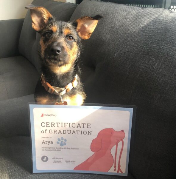 Yorkie German Shepherd Mix: Pictures, Care Guide, Temperament & Traits ...