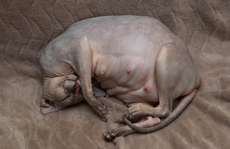 How to Tell If a Cat is in Labor: 6 Vet-Recommended Signs to Look For ...