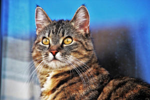 Why Do Cats Have Slits In Their Eyes? Feline Anatomy Facts & FAQ ...