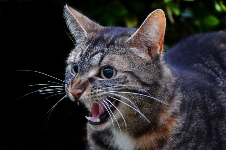 Why is My Cat Hissing at Me Suddenly? 5 Vet-Reviewed Reasons to Explain ...