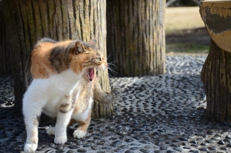How To Tell If Your Cat Has Fleas - 8 Signs & Symptoms | Hepper Pet ...