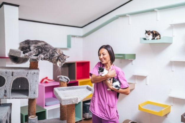 How to Help Rescue Animals and Shelters: 12 Awesome Ways | Hepper Pet ...