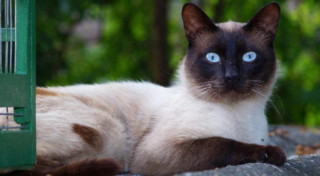 14 Most Talkative Cat Breeds: Vocal & Chatty (With Info & Pictures ...