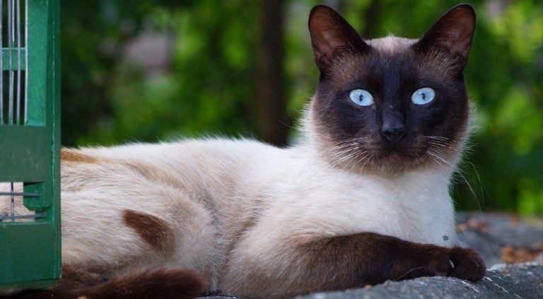 14 Most Talkative Cat Breeds: Vocal & Chatty (With Info & Pictures ...