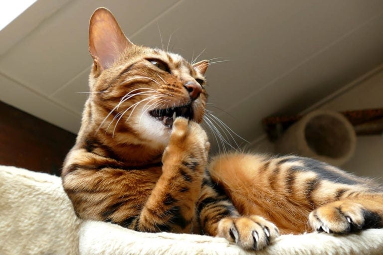 Orange Bengal Cat: Info, Pictures, Origin & History | Hepper Pet Resources