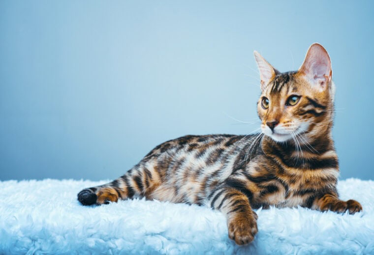 18 American Cat Breeds (With Info & Pictures) | Hepper Pet Resources
