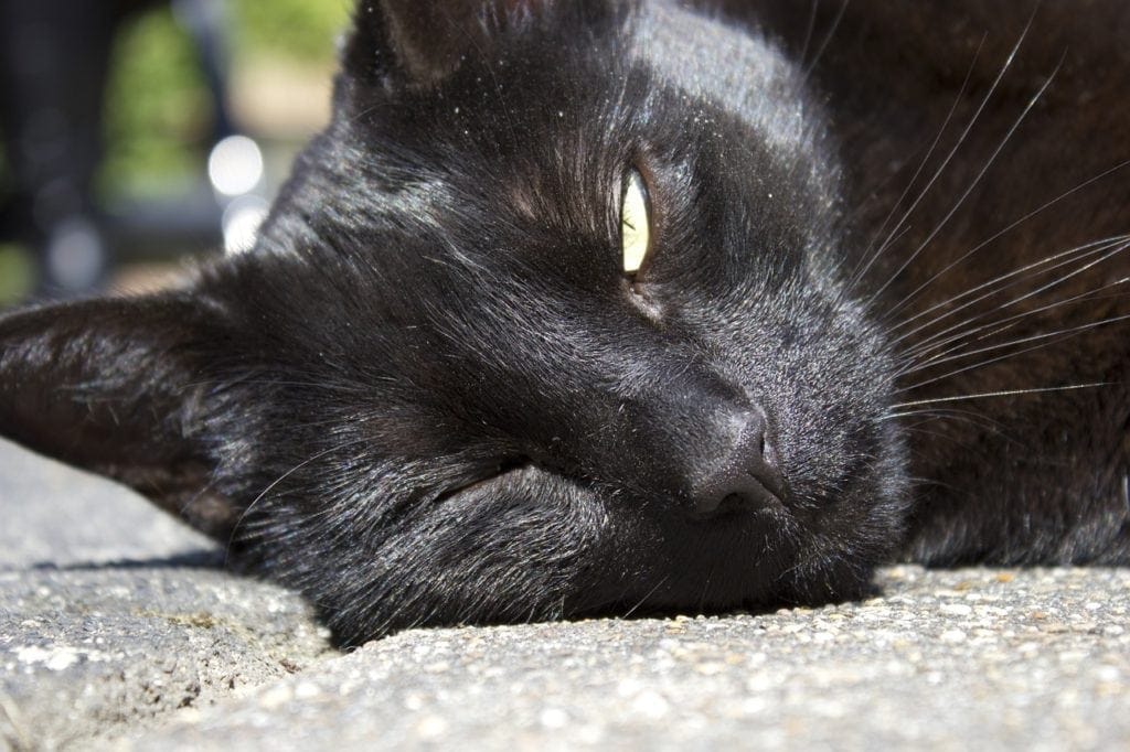 Why Does My Cat Wink at Me? Feline Behavior Explored | Hepper Pet Resources