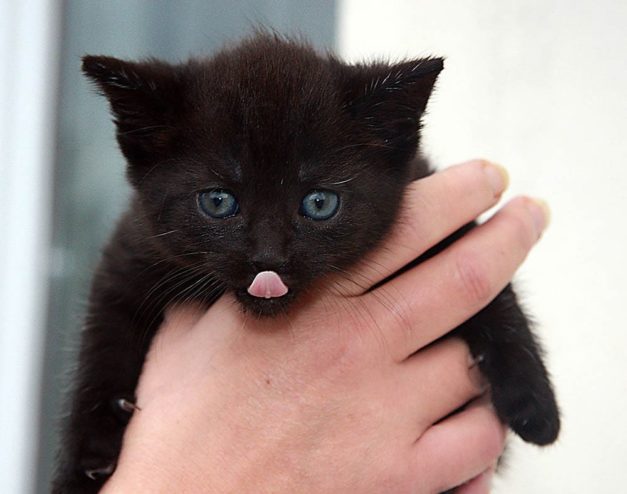 Mlem vs Blep: The Differences & Meanings (With Pictures) | Hepper Pet ...