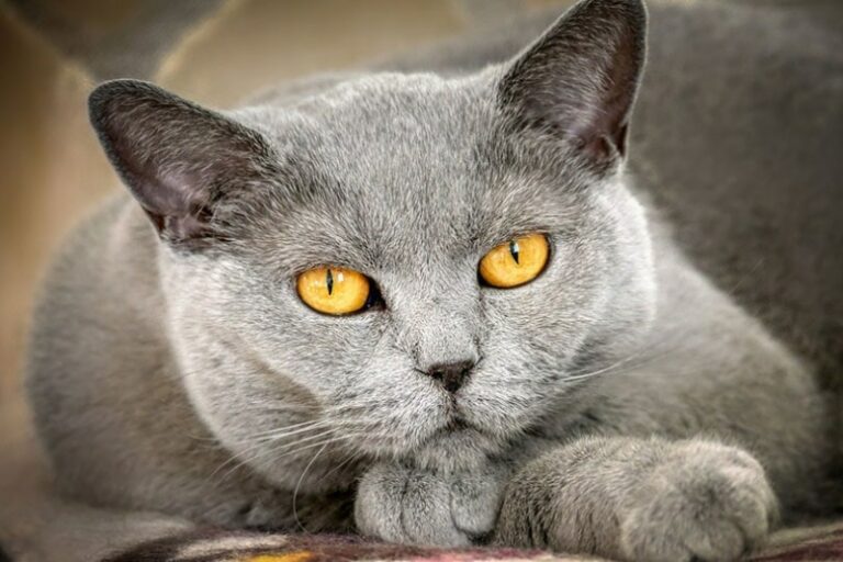 Why Do Cats Have Slits In Their Eyes? Vet-Verified Feline Anatomy Facts ...